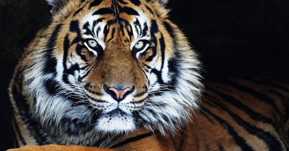 A Caged Tiger Was at Prom at a Miami, Florida, High School