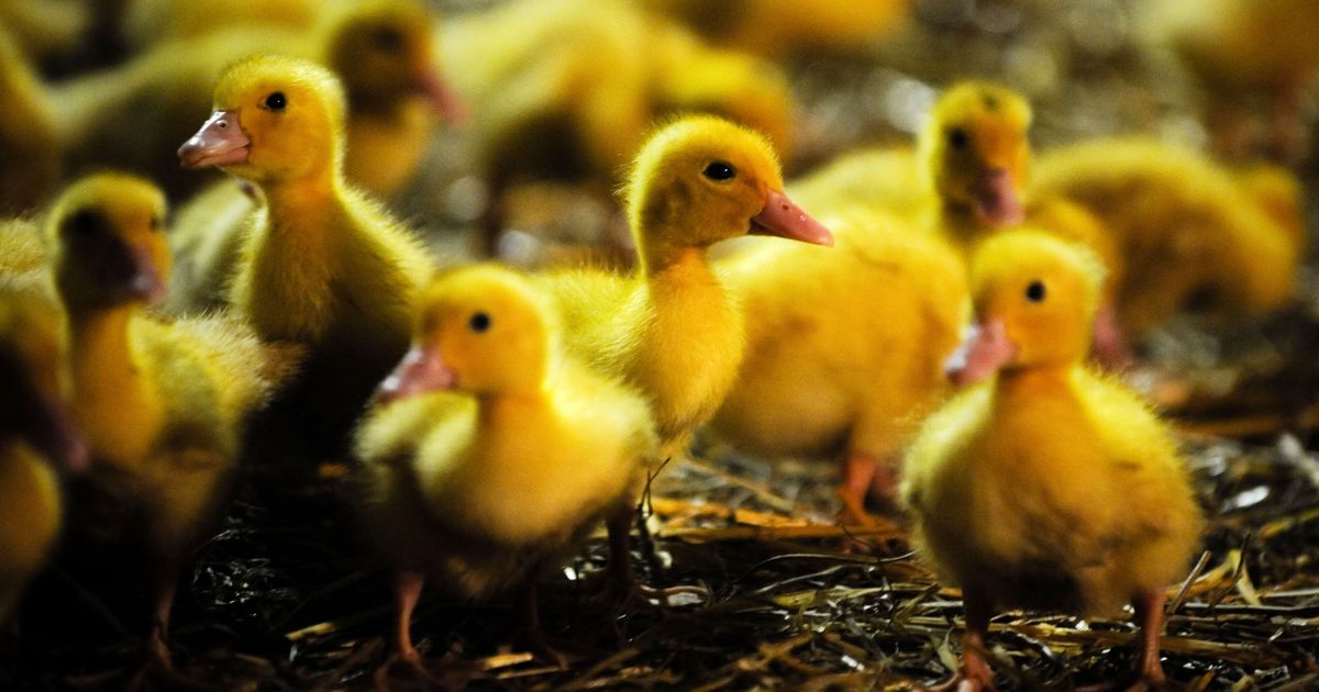 Baby Ducks Are Way Smarter Than We Thought -- Science of Us