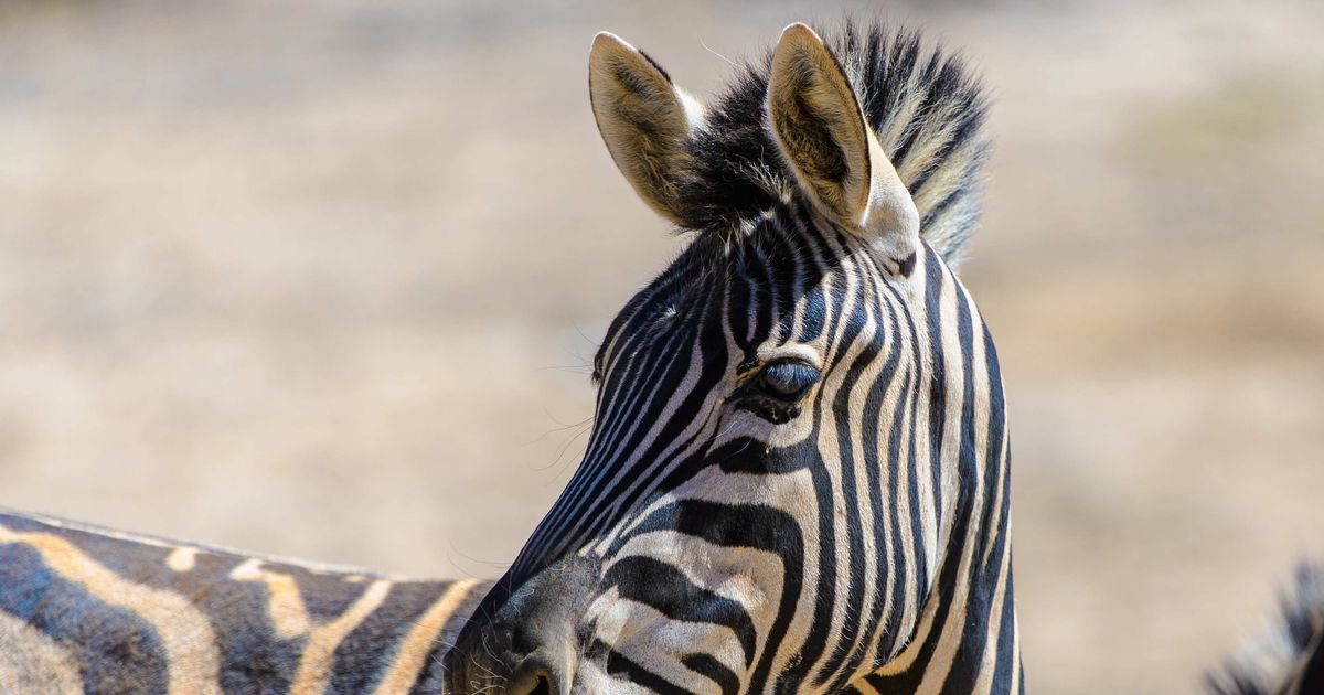 There Are a Lot of Illegal Exotic Animals in NYC