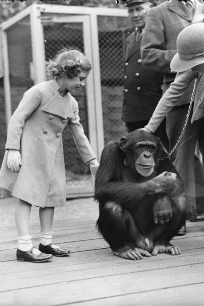 See Queen Elizabeth With Corgis, a Panda, Elephants, and Other Animals