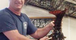 Fishmonger Releases 75-Year-Old, 18-Pound Lobster Instead of Letting ...