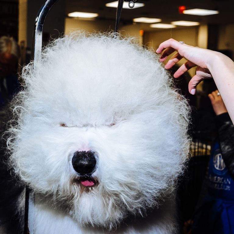 See All of the Primping Pups at the Westminster Dog Show