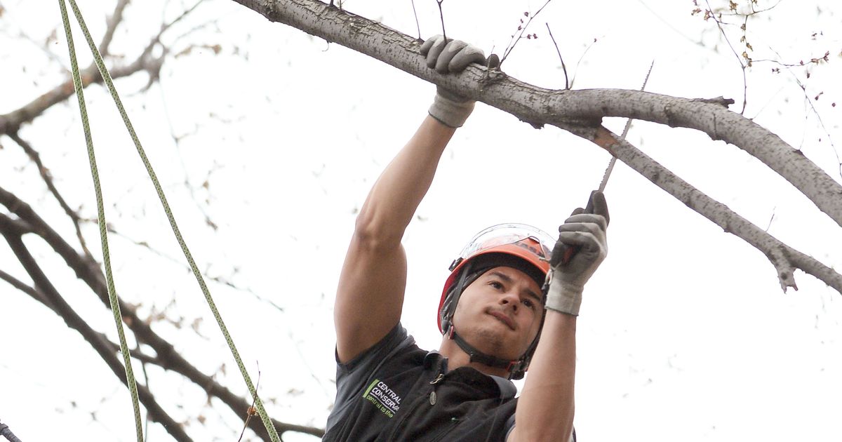 Male Gaze: A Lithe, Helpful Tree Trimmer