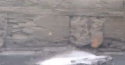 The Gowanus Dolphin Never Really Had a Chance
