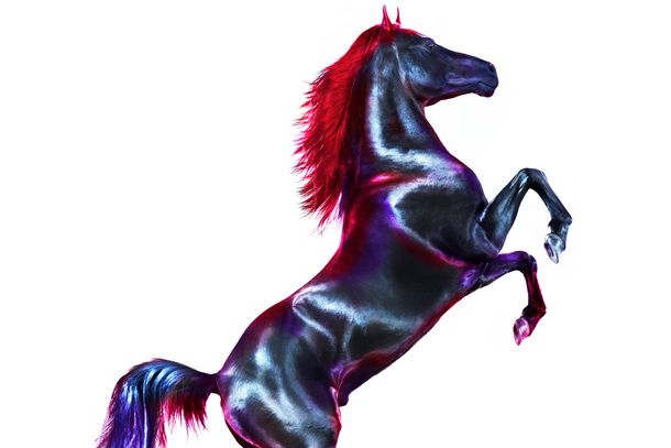 Protein - Intelligencer