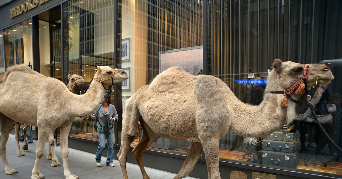 Don’t Mind the Camels Walking Around Midtown