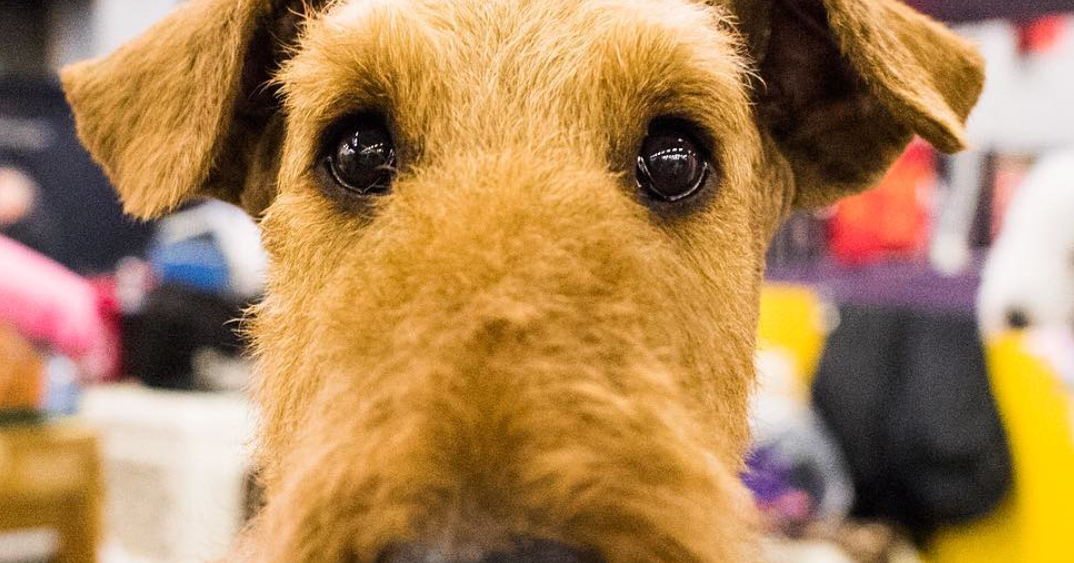 This Photographer Captures the ‘Beauty of Dogs’