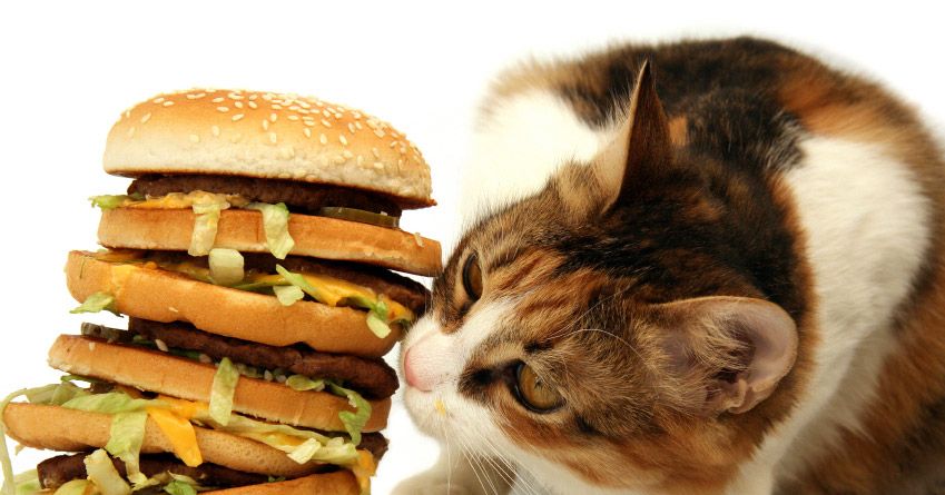 Rescue Cat Addicted to McDonald’s Refused to Make the Switch to Kibble