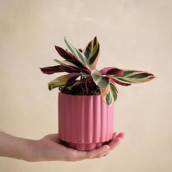25 Percent Off Mother’s Day Bouquets (That Arrive in Time) | The Strategist