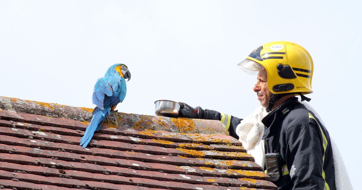 Stranded Parrot Swears at Rescuer
