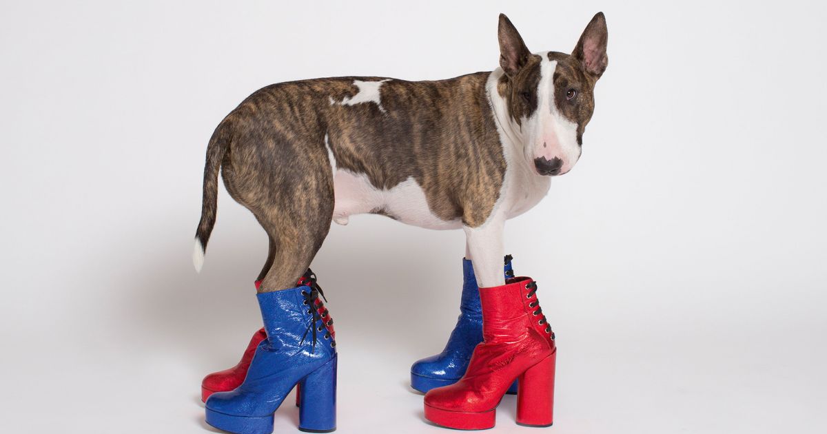 Marc Jacobs’s Dog, Neville Jacobs, Has a Coffee-Table Book