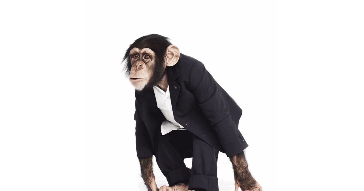 Meet Bentley, the Armani-Wearing Monkey Model