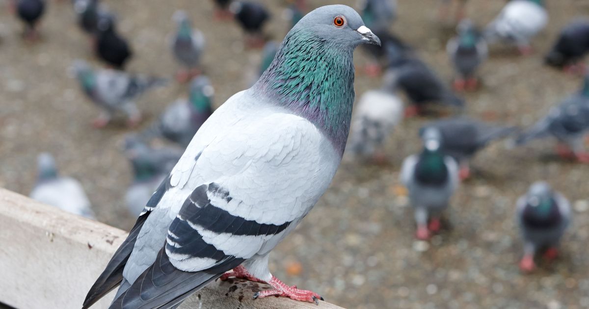 Today in Scary-Smart Birds: Pigeons Know How to Read -- Science of Us