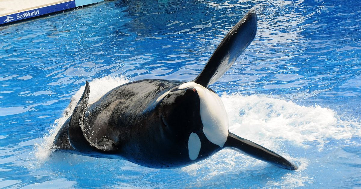 SeaWorld: Remember When We Said That Blackfish Movie Didn’t Hurt Us ...