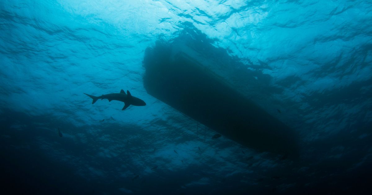 Margaret Hartmann - Journalist Profile - Intelligent Relations