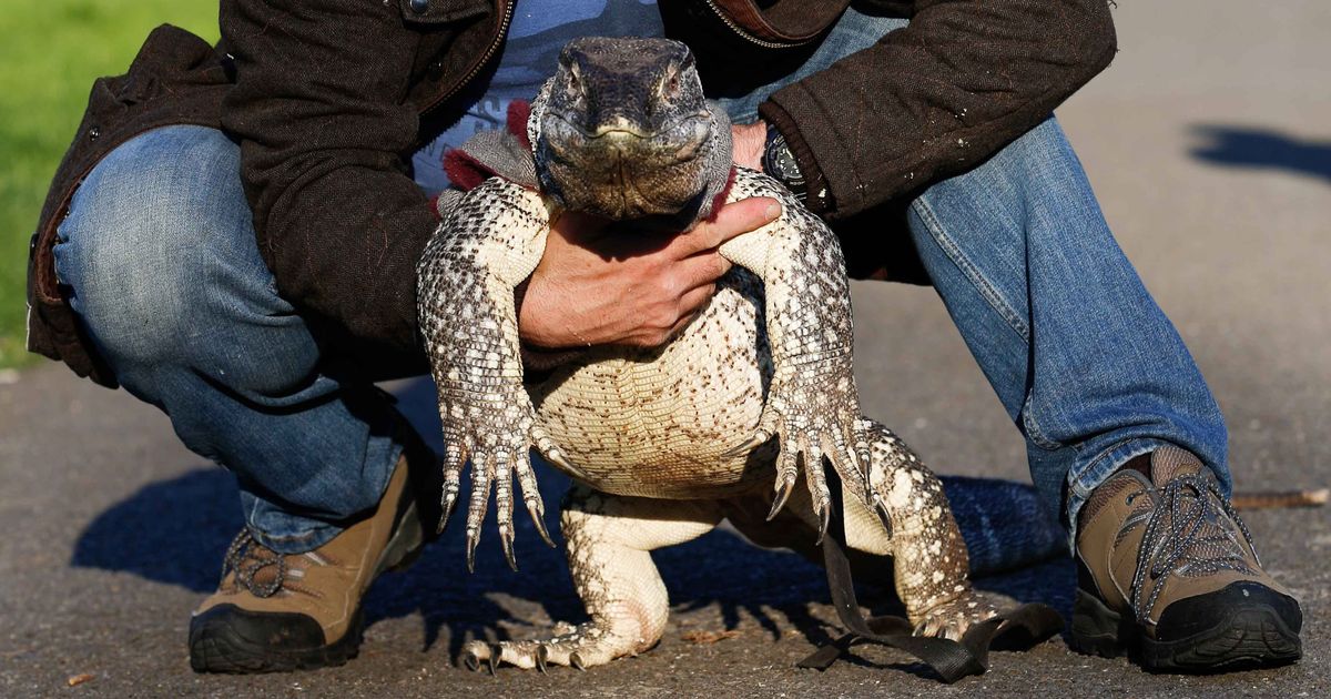 Man May Walk Monitor Lizard in Park as Long as It’s Leashed
