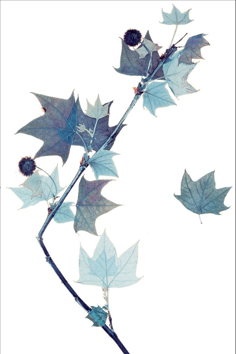 Instagram & Florals: Photos From Nick Knight’s New London Exhibit