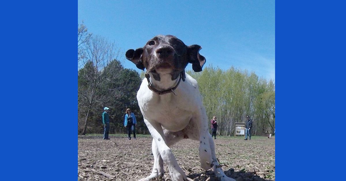 Dog GoPro Photography Instagram Account