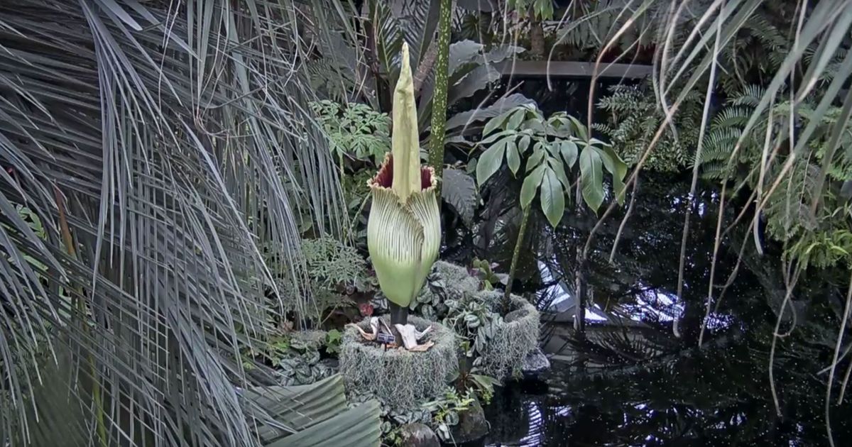 This Corpse-Flower Livestream Is Strangely Calming