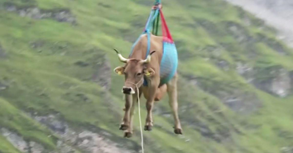 Oh, To Be a Cow Airlifted Through the Swiss Alps