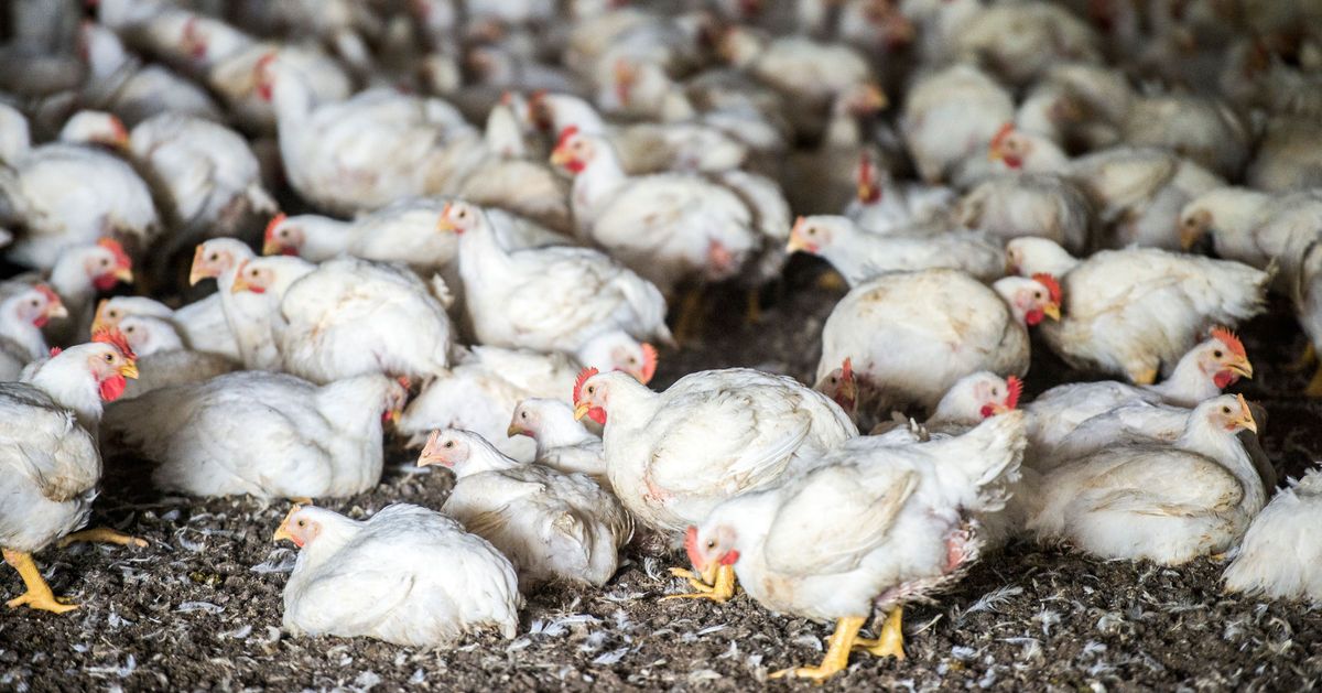 Here’s Why Supersize Chickens Are the Next Animal-Welfare Fight