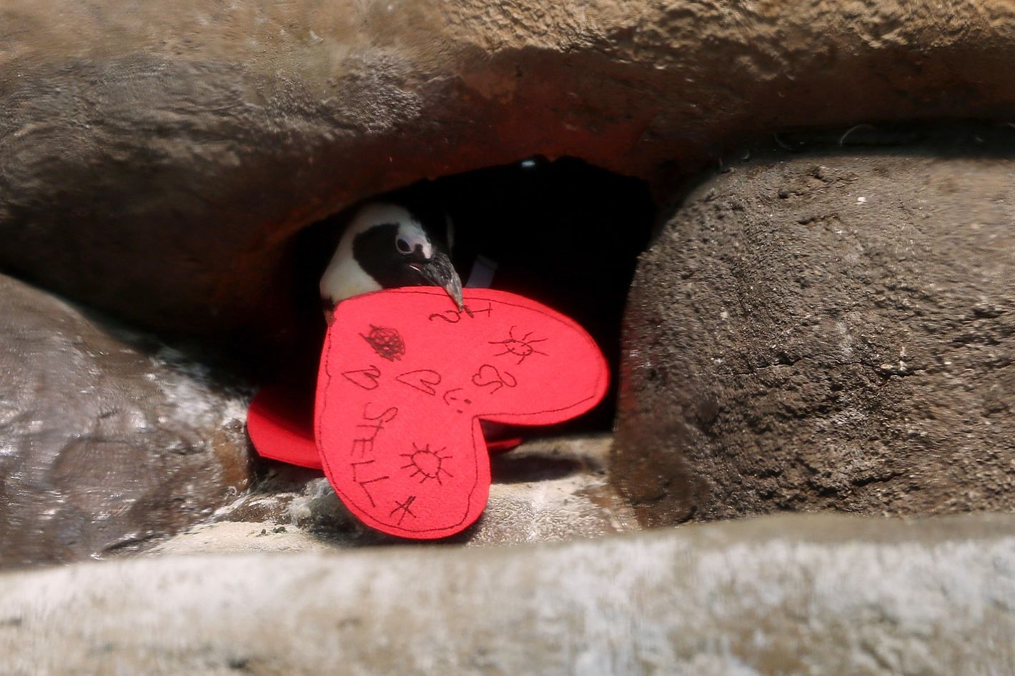 These Penguins Are Collecting Valentines