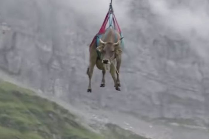 Oh, To Be a Cow Airlifted Through the Swiss Alps