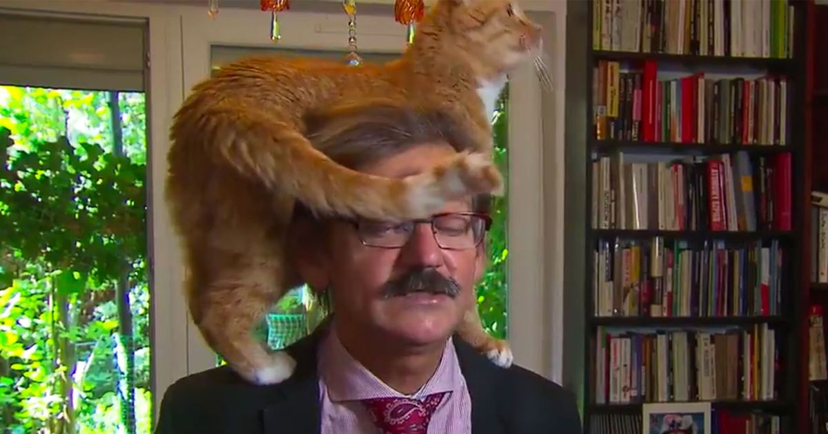 Polish Professor’s Cat Makes Appearance During TV Interview