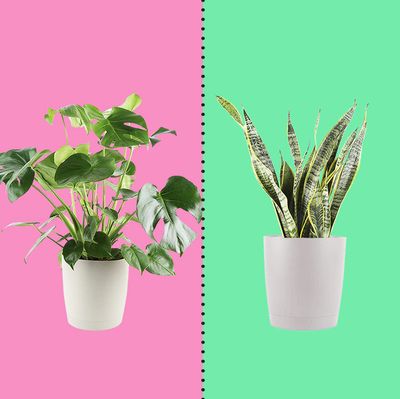 Plant Sale on Amazon 2019 | The Strategist