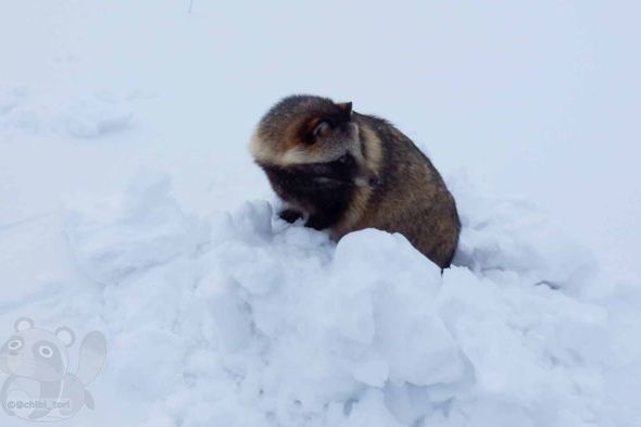 A Tanuki, the Japanese Raccoon Dog, Is the Cute Animal of This Internet ...