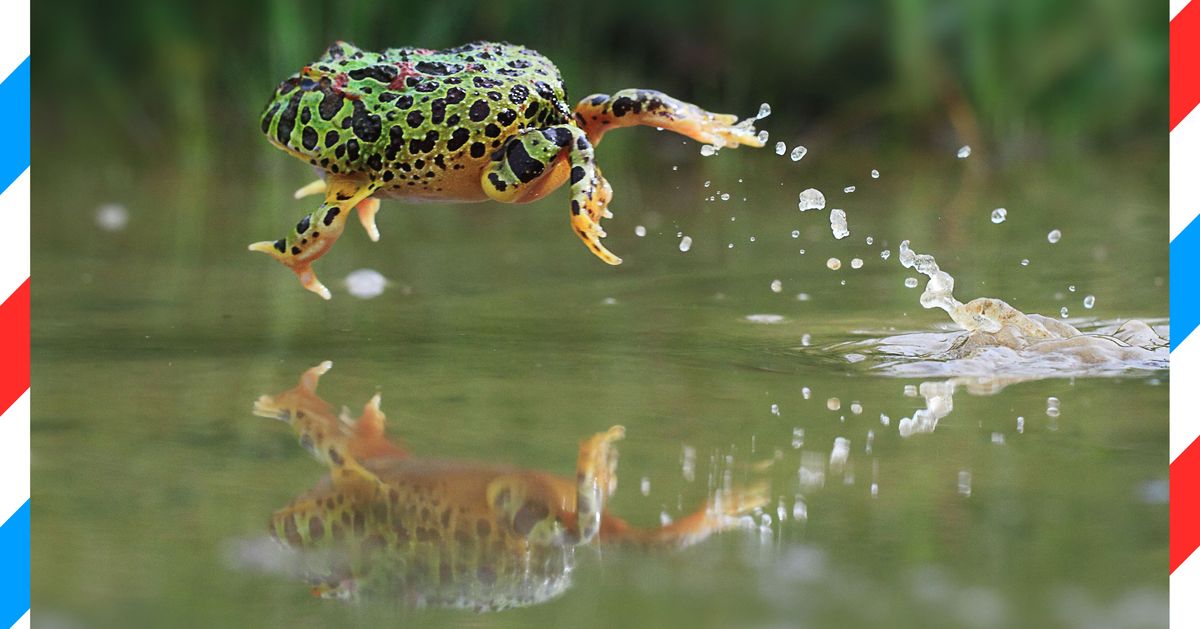 Froggyland: Taxidermy Museum