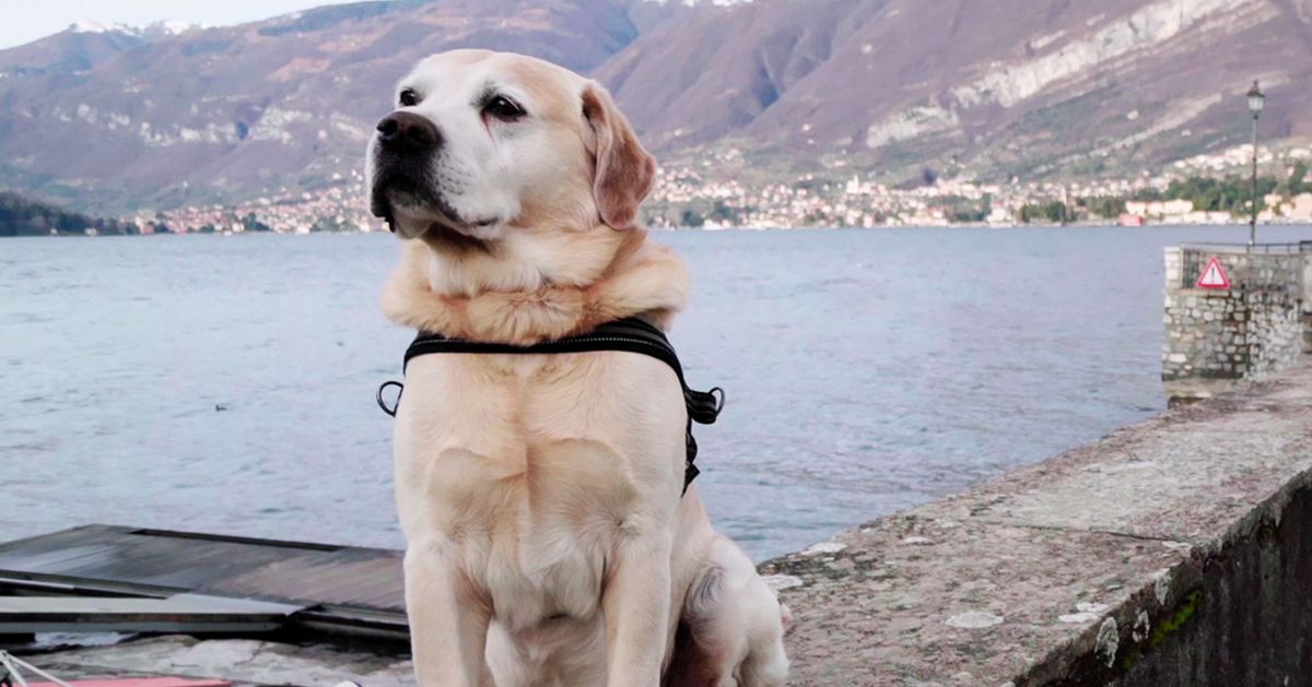 Dogs on Netflix Review