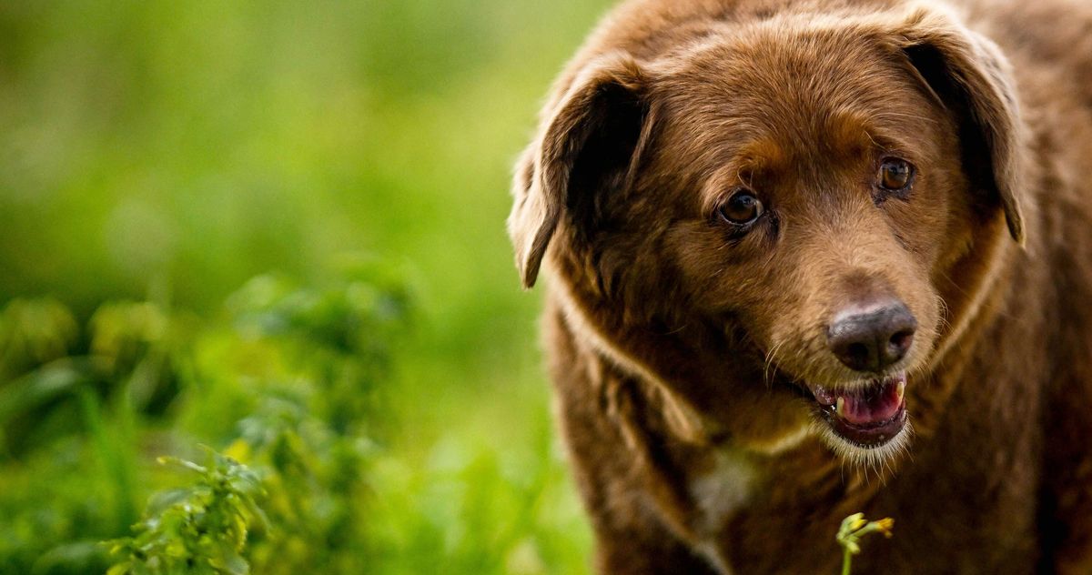 Dog Who Held Guinness World Record Stripped of Title