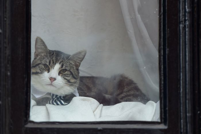 What Happened to Julian Assange’s Embassy Cat?
