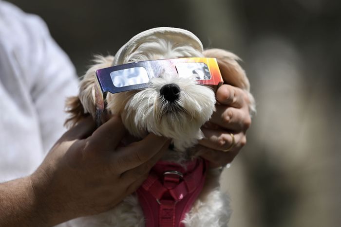 New Yorkers Watching the Solar Eclipse: See Photos