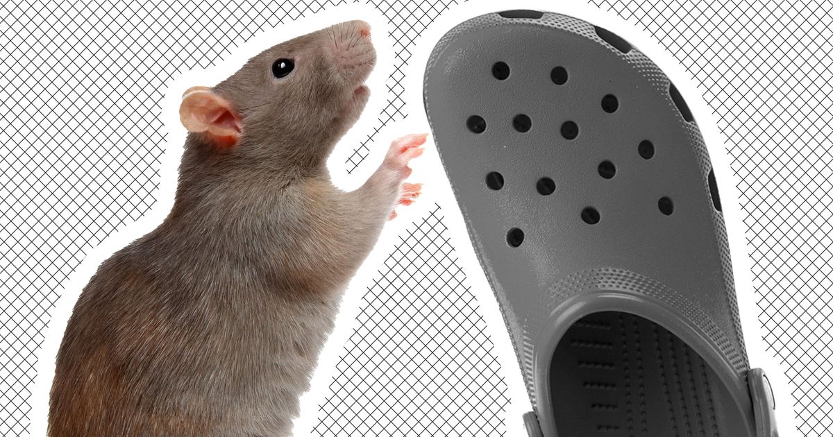 A Perfect Way to Measure New York’s Rats