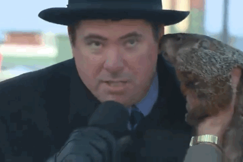 Grouchy Groundhog Bites Wisconsin Mayor’s Ear