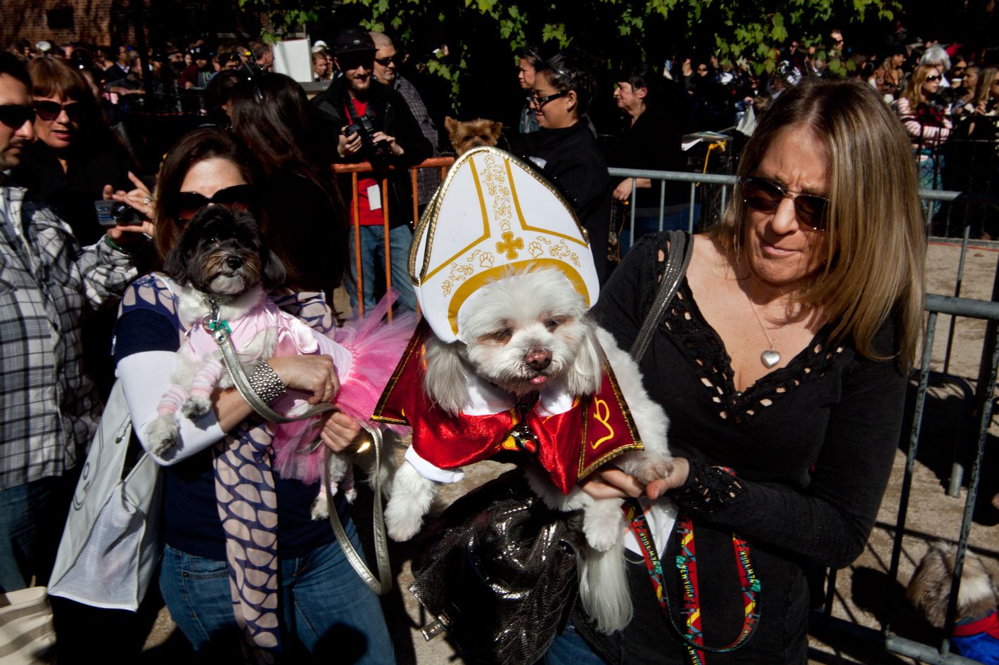 Here Are the Best Costumes From This Year’s Halloween Dog Parade