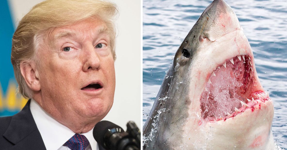 Trump Fears Sharks Because He Believes Anything TV Tells Him