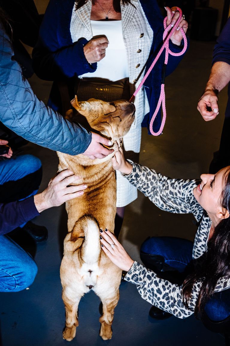 See All of the Primping Pups at the Westminster Dog Show