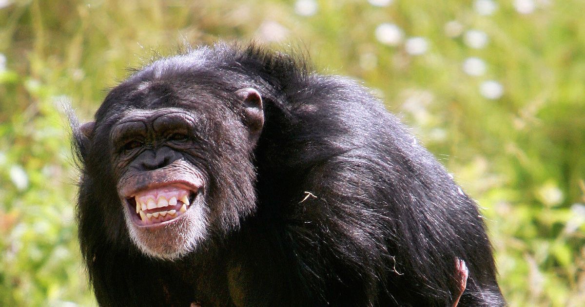 What Separates Us From Chimps?