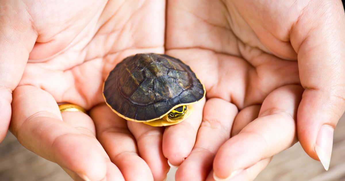 A Manicurist Was Key in a Baby Turtle Breakthrough