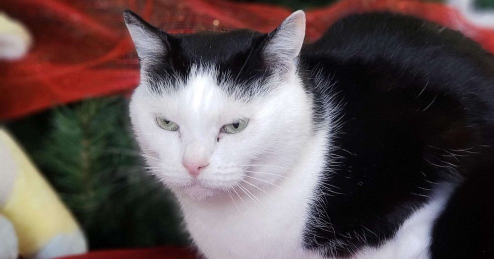 Perdita, the ‘World’s Worst Cat,’ Is Up for Adoption