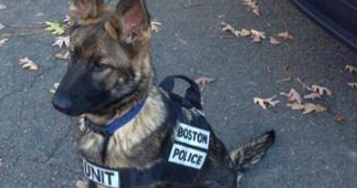 That Adorable Boston K-9 Puppy Is Really Growing Into His Police Vest
