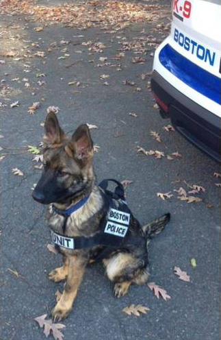 That Adorable Boston K-9 Puppy Is Really Growing Into His Police Vest