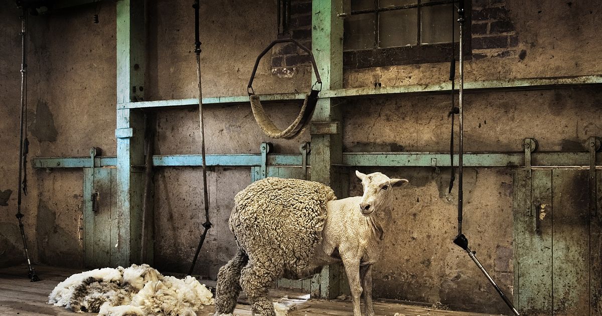 Tell Me Everything You Know About Wool