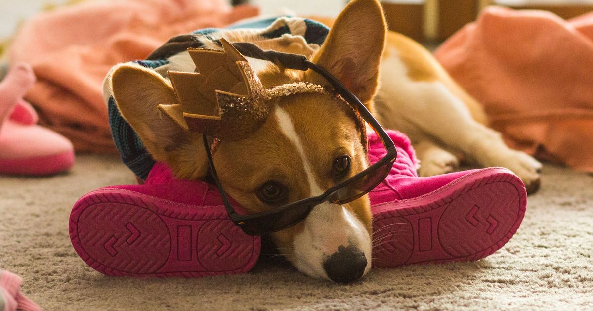 A Dog’s Purpose Animal Supplier Hits Back Against Animal-Abuse Allegations