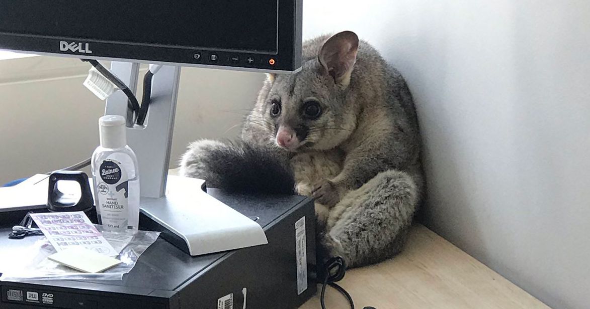 Adorable Possum Trashes Australian Woman’s Office