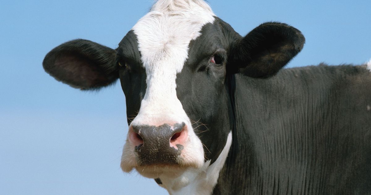 Cow Images