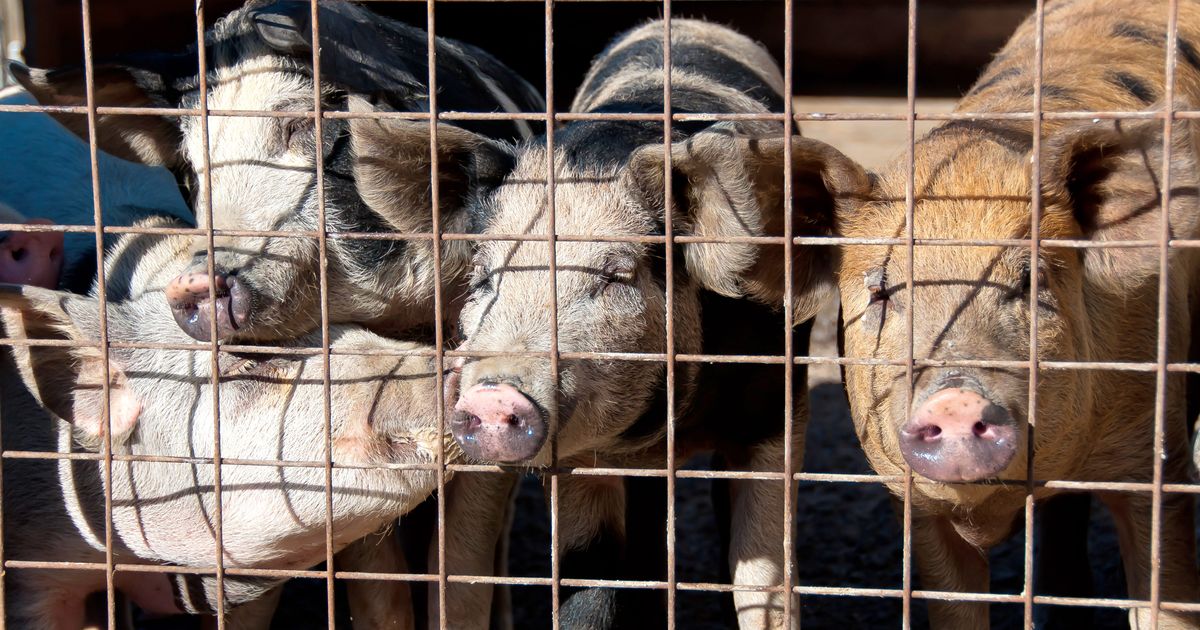 Horrifying Report Says Efforts to Breed Cheap and Profitable Meat ...